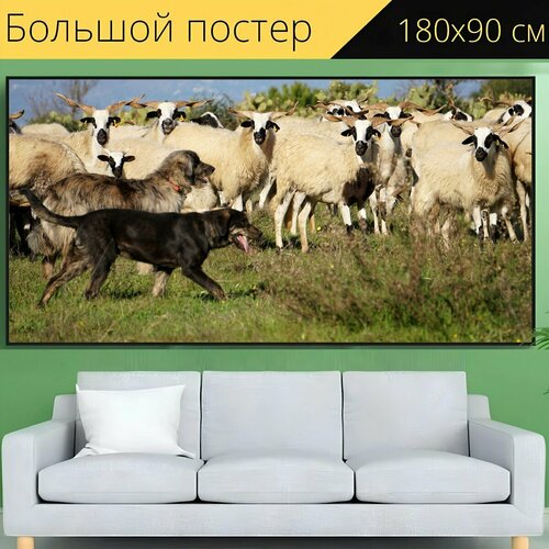 Большой постер "Овец, пастухи, пасти" 180 x 90 см. для интерьера