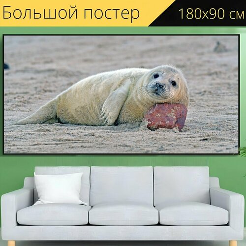 Большой постер "Серый тюлень, тюлень ребенок, гельголанд" 180 x 90 см. для интерьера