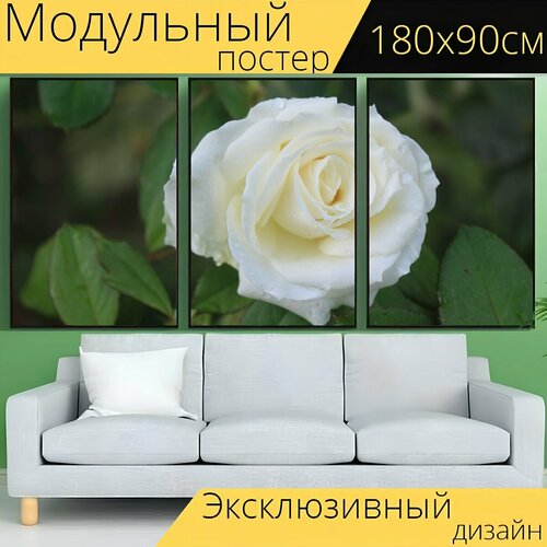 Модульный постер "Розы, белая роза, зеленые листья" 180 x 90 см. для интерьера