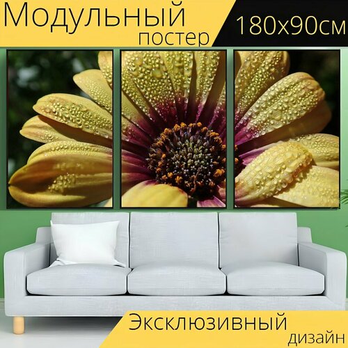 Модульный постер "Маргаритка, желтый, цветок" 180 x 90 см. для интерьера
