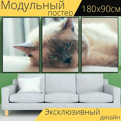 Модульный постер "Кот, тайский, взгляд" 180 x 90 см. для интерьера