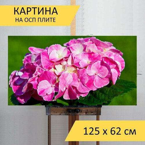 Картина на ОСП 125х62 см. "Гортензия, цветы, розовый" горизонтальная, для интерьера, с креплениями