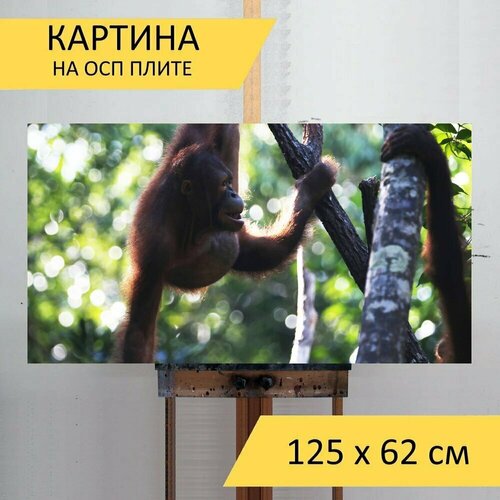 Картина на ОСП 125х62 см. "Орангутанг, дикий, дикая природа" горизонтальная, для интерьера, с креплениями