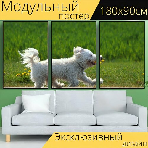 Модульный постер "Собака, бег, животное" 180 x 90 см. для интерьера