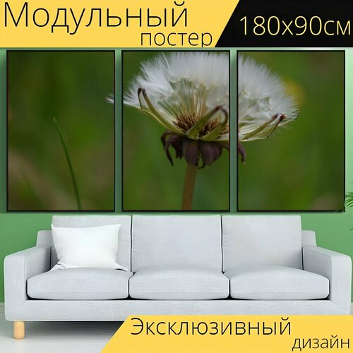 Модульный постер "Одуванчик, белый, полевой цветок" 180 x 90 см. для интерьера