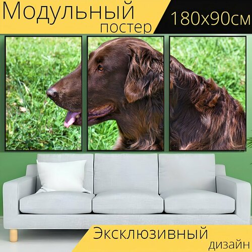 Модульный постер "Собака, коричневый, ирландский сеттер" 180 x 90 см. для интерьера