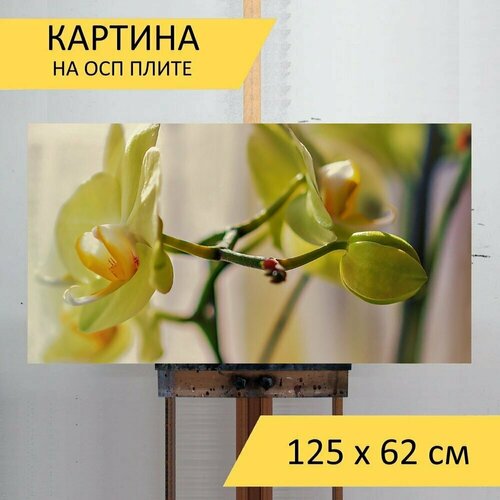Картина на ОСП 125х62 см. "Орхидея, цветок, цвести" горизонтальная, для интерьера, с креплениями