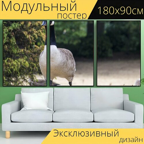 Модульный постер "Лебедь, домашнее животное, пейзаж" 180 x 90 см. для интерьера