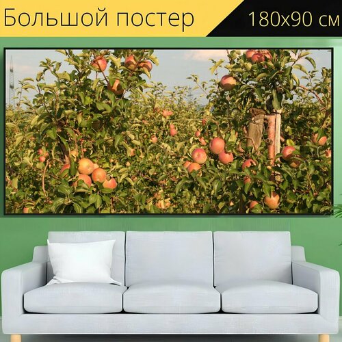 Большой постер "Яблоко, яблочные плантации, природа" 180 x 90 см. для интерьера