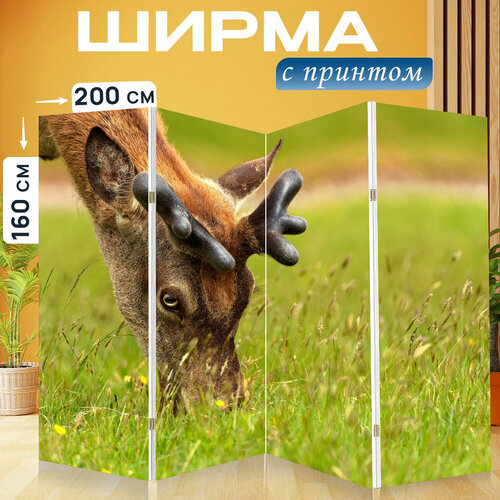 Ширма перегородка с принтом "Красный, олень, выпас" на холсте - 200x160 см. для зонирования, раскладная