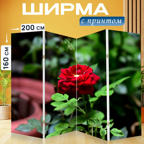 Ширма перегородка с принтом "Роза, цветок, завод" на холсте - 200x160 см. для зонирования, раскладная