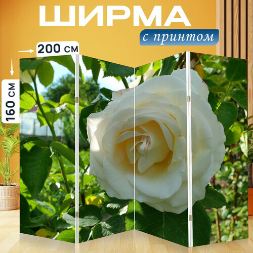 Ширма перегородка с принтом "Роуз, цветок, летом" на холсте - 200x160 см. для зонирования, раскладная