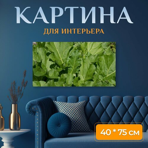 Картина на холсте "Салат, зеленый, листья салата" на подрамнике 75х40 см. для интерьера