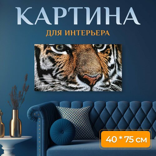 Картина на холсте "Тигр, большой кот, хищник" на подрамнике 75х40 см. для интерьера