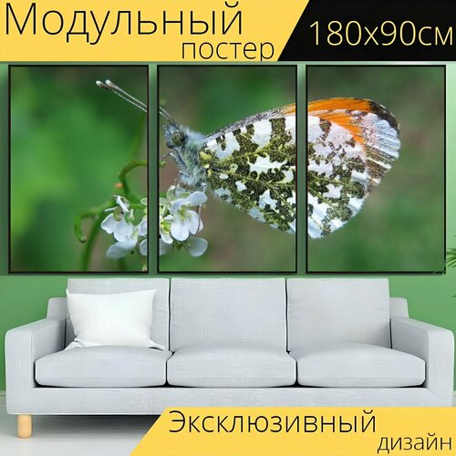 Модульный постер "Бабочка, оранжевая, насекомое" 180 x 90 см. для интерьера