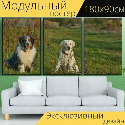 Модульный постер "Собака, млекопитающее, трава" 180 x 90 см. для интерьера