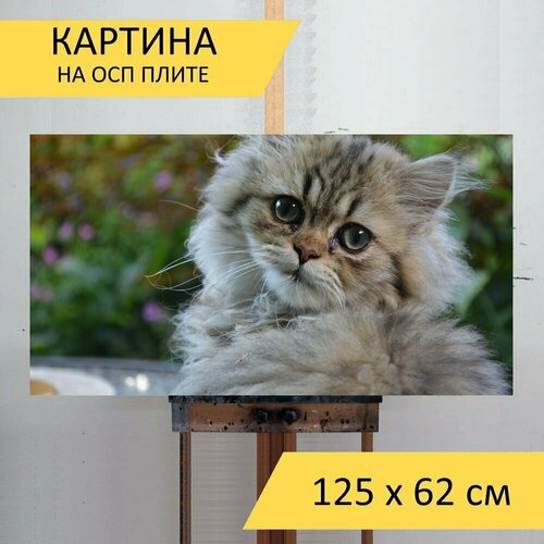 Картина на ОСП 125х62 см. "Кошка, персидский, котенок" горизонтальная, для интерьера, с креплениями