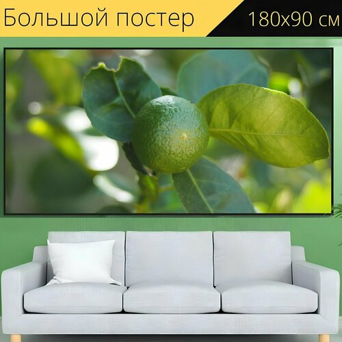 Большой постер "Лимон, зеленый, фрукты" 180 x 90 см. для интерьера
