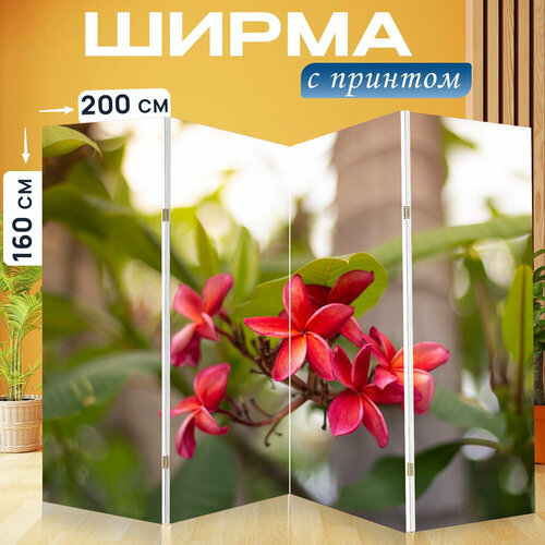 Ширма перегородка с принтом "Плюмерия, цветок, таиланд" на холсте - 200x160 см. для зонирования, раскладная