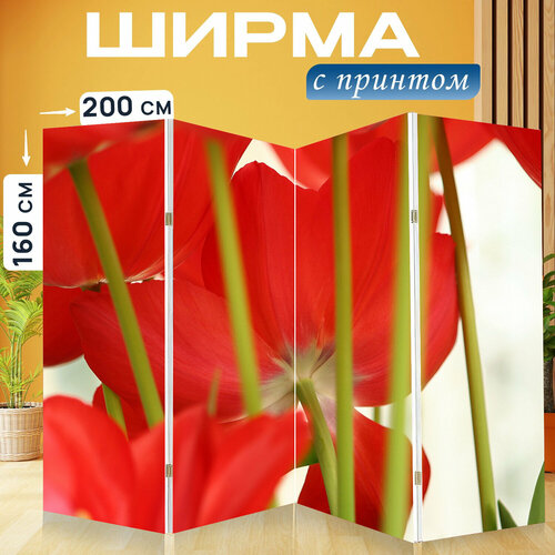 Ширма перегородка с принтом "Тюльпаны, красный, стебли" на холсте - 200x160 см. для зонирования, раскладная