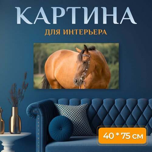 Картина на холсте "Лошадь, портрет, животное" на подрамнике 75х40 см. для интерьера