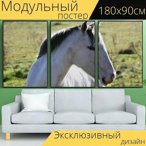 Модульный постер "Мансанарес испания, лошадь, белая лошадь" 180 x 90 см. для интерьера
