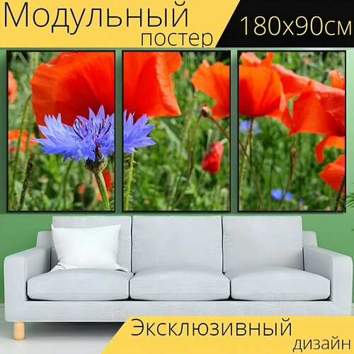 Модульный постер "Васильковый, маки, цветок" 180 x 90 см. для интерьера