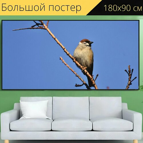Большой постер "Воробей, сперлинг, птица" 180 x 90 см. для интерьера