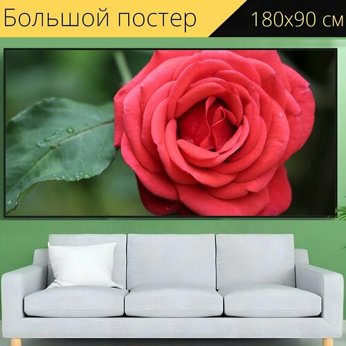 Большой постер "Красная роза бархат, символ любви, цветущий" 180 x 90 см. для интерьера