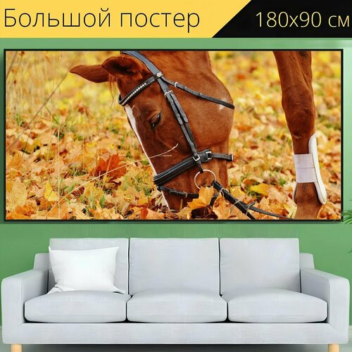 Большой постер "Лошадь, животное, езда на лошади" 180 x 90 см. для интерьера