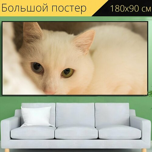 Большой постер "Кот, белый, кошка породы" 180 x 90 см. для интерьера