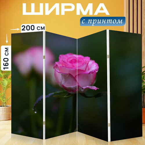 Ширма перегородка с принтом "Роза, розовая роза, цветок" на холсте - 200x160 см. для зонирования, раскладная