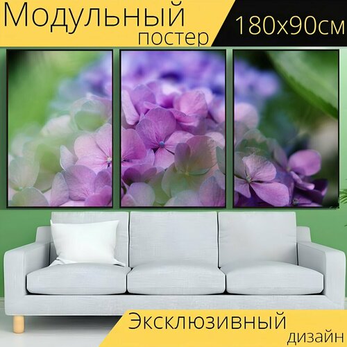 Модульный постер "Гортензии, цветы, фиолетовые цветы" 180 x 90 см. для интерьера