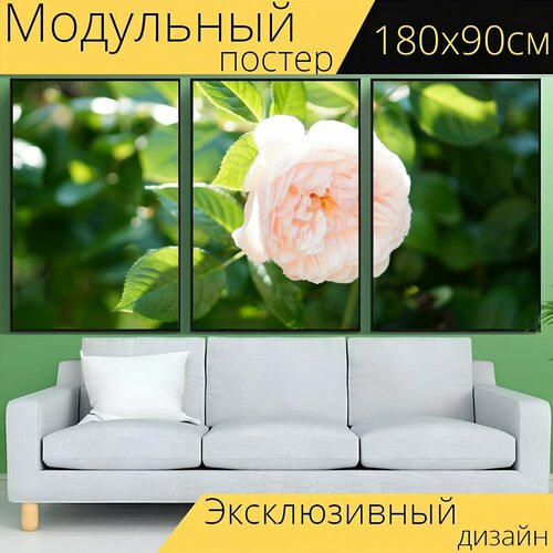 Модульный постер "Природа, цветок, роза" 180 x 90 см. для интерьера