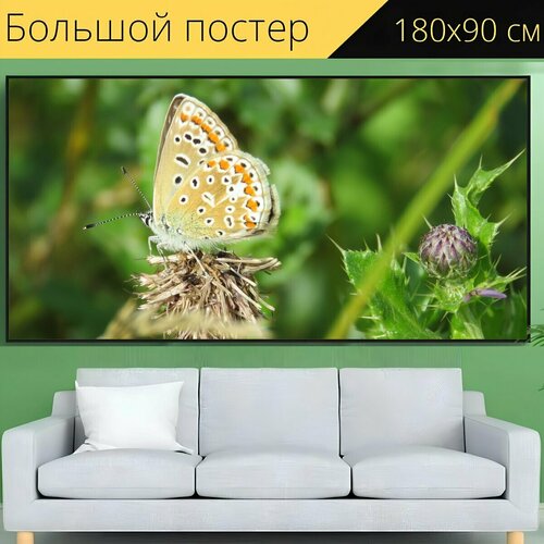 Большой постер "Бабочка, природа, насекомое" 180 x 90 см. для интерьера