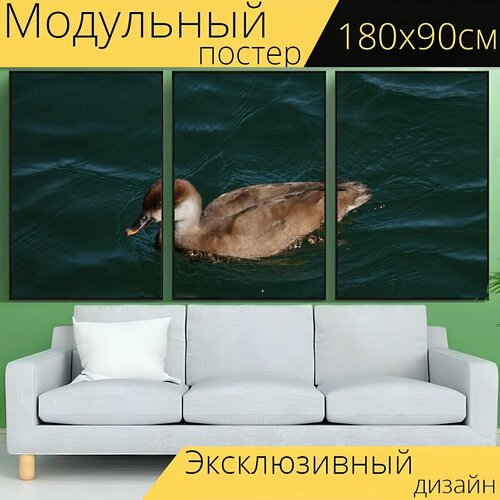 Модульный постер "Утка, птица, озеро" 180 x 90 см. для интерьера
