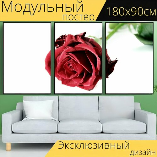 Модульный постер "Роза, красный, цвести" 180 x 90 см. для интерьера
