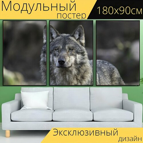 Модульный постер "Волк, мех, серый" 180 x 90 см. для интерьера