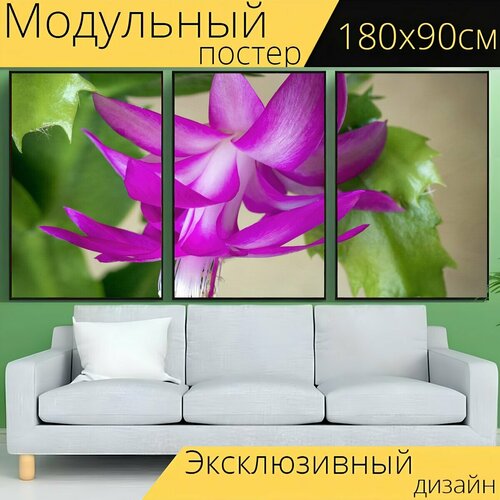 Модульный постер "Кактус, цветок, сочный" 180 x 90 см. для интерьера
