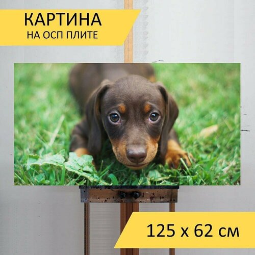 Картина на ОСП 125х62 см. "Собака, щенок, такса" горизонтальная, для интерьера, с креплениями