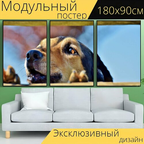 Модульный постер "Гибридный, собака, маленькая собака" 180 x 90 см. для интерьера