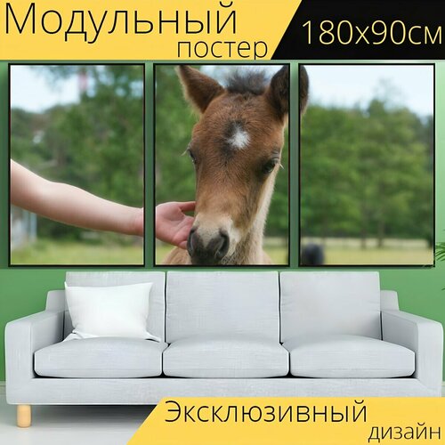 Модульный постер "Пони ферма, жеребенок, детеныш" 180 x 90 см. для интерьера