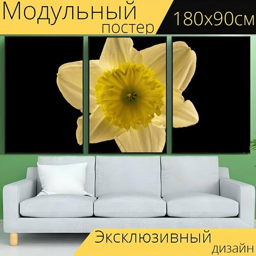 Модульный постер "Бесплатно, жёлтый нарцисс, цветок" 180 x 90 см. для интерьера