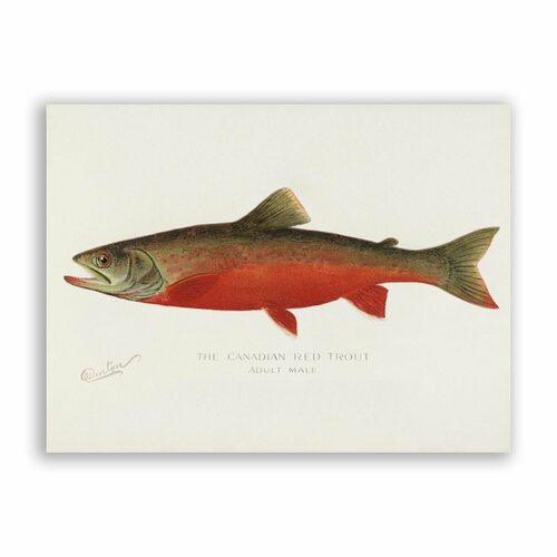 Картина на холсте, репродукция / Fish Illustrations / Размер 30 x 40 см