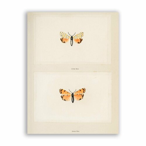 Картина на холсте, репродукция / Гравюры бабочек / Размер 60 x 80 см