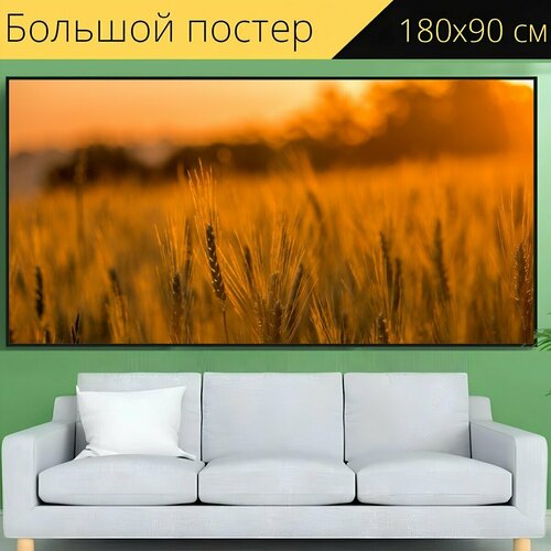 Большой постер "Пшеница, поле, трава" 180 x 90 см. для интерьера