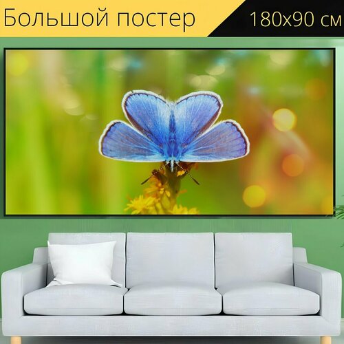 Большой постер "Голубянка икар, бабочки дневные, антенны" 180 x 90 см. для интерьера