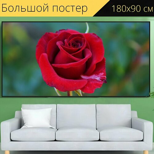 Большой постер "Роза, красный, цветок" 180 x 90 см. для интерьера