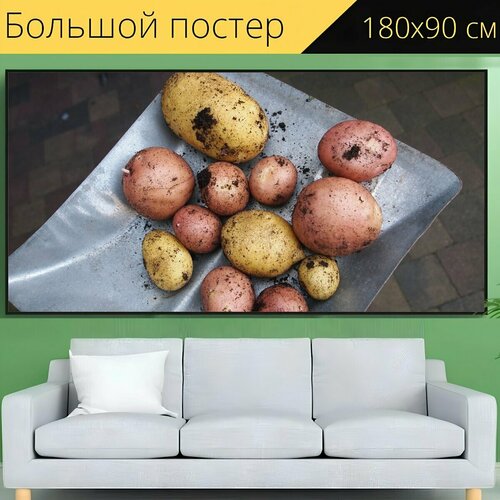 Большой постер "Картошка, виды, садоводство" 180 x 90 см. для интерьера