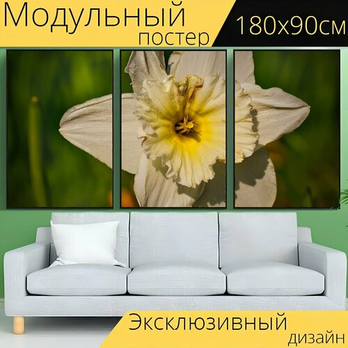 Модульный постер "Нарцисс, цветок, весна" 180 x 90 см. для интерьера